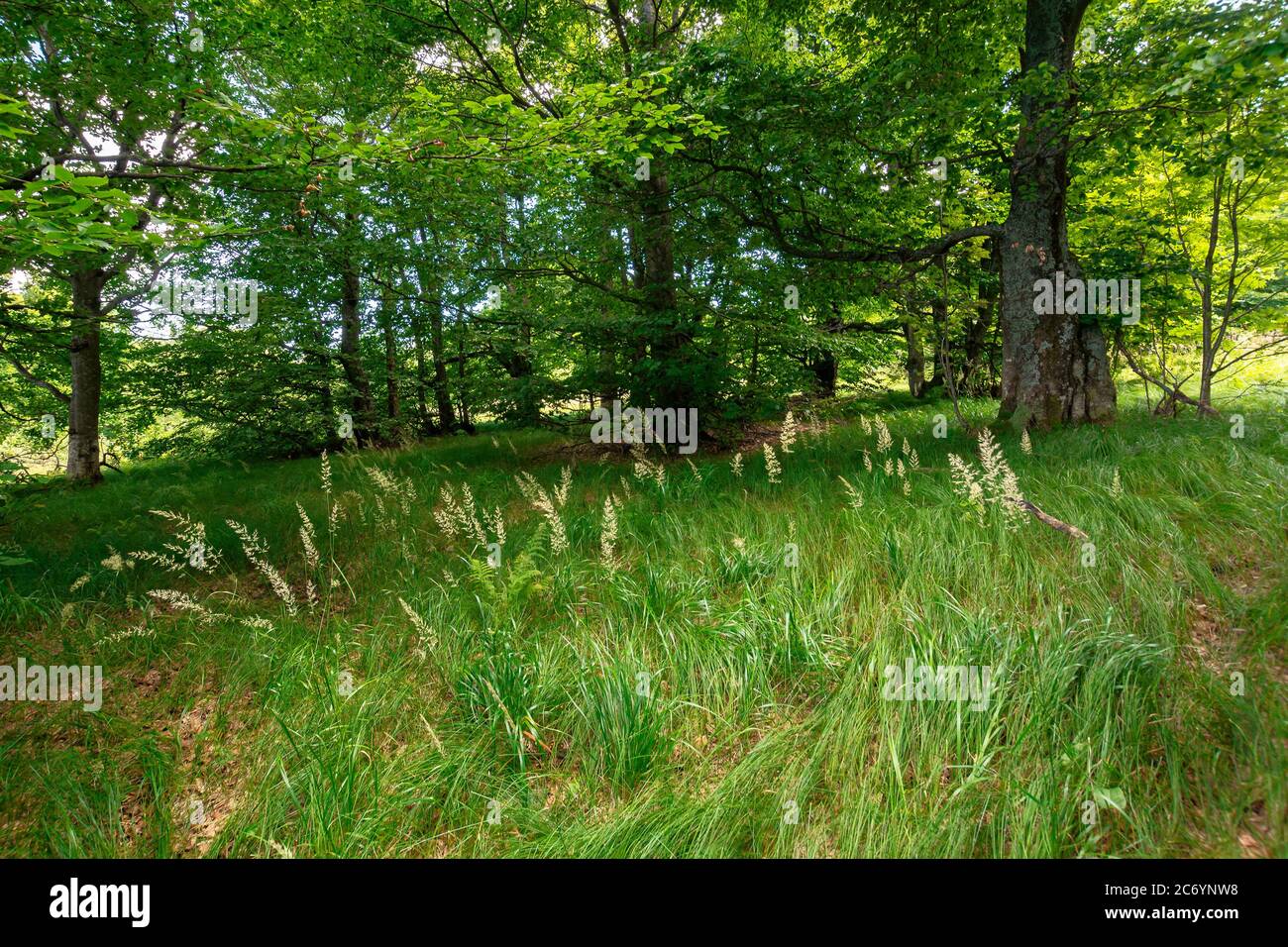 beech forest in summer. trees in lush green foliage. beautiful nature ...