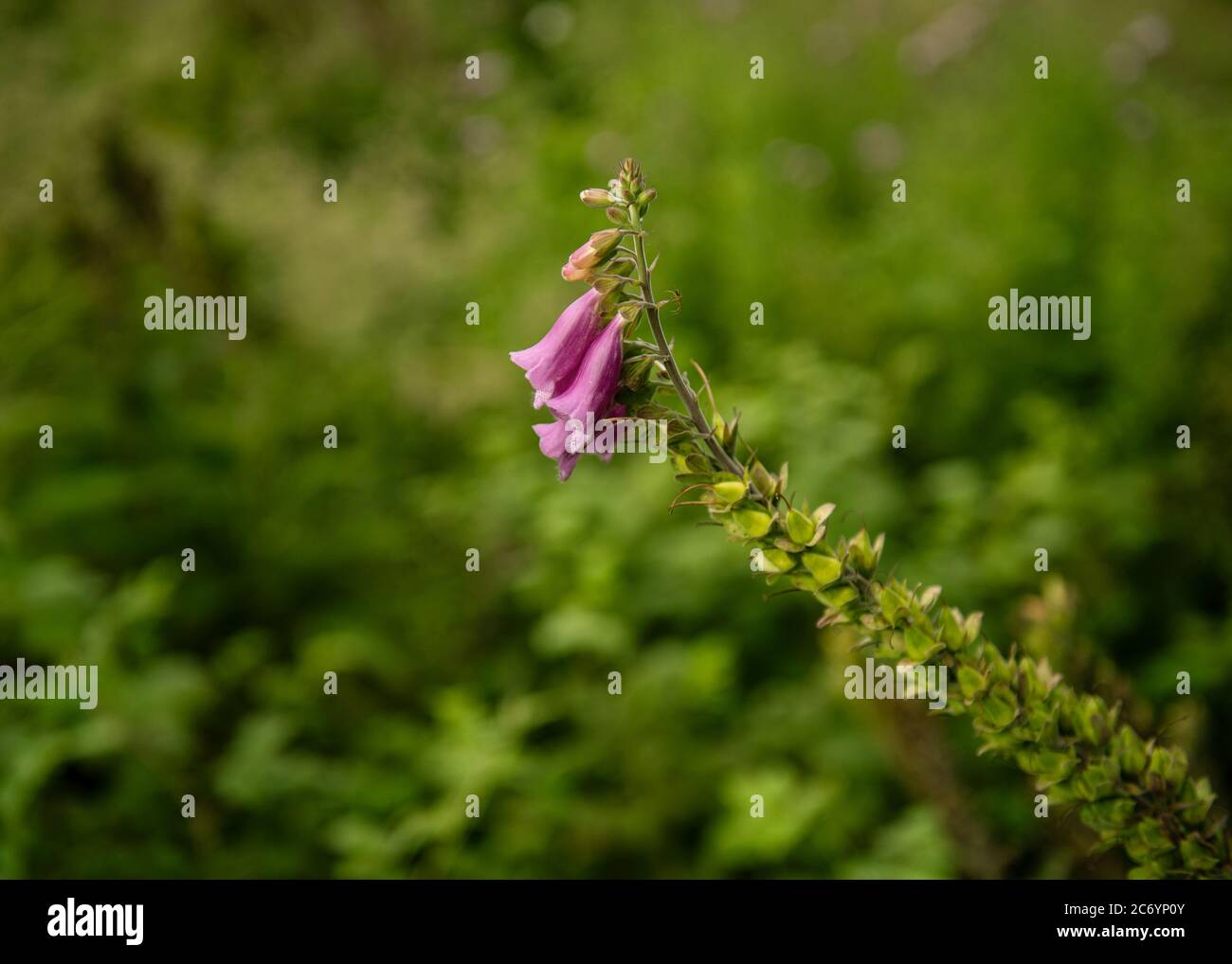 Pink flower on English wild field Stock Photo - Alamy