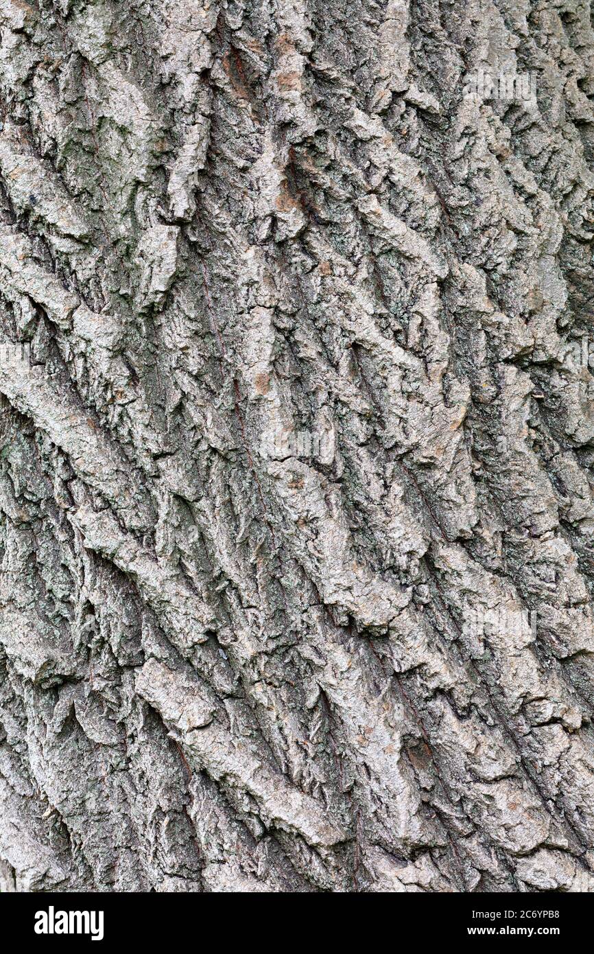 Embossed highly detailed old oak tree bark texture with weathered ...
