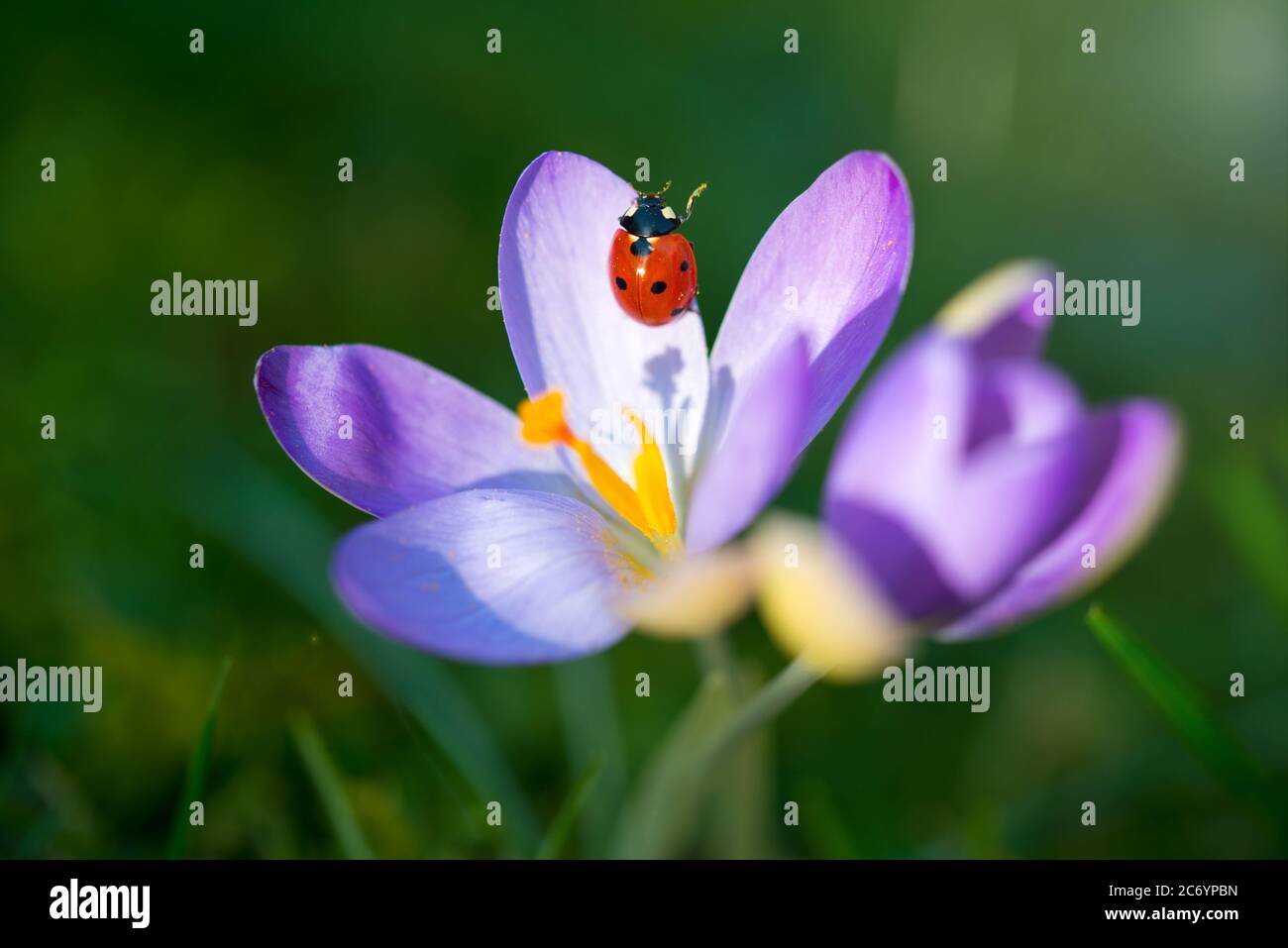Little Lady bug sitting on purple first Crocus flowers, beautiful ...