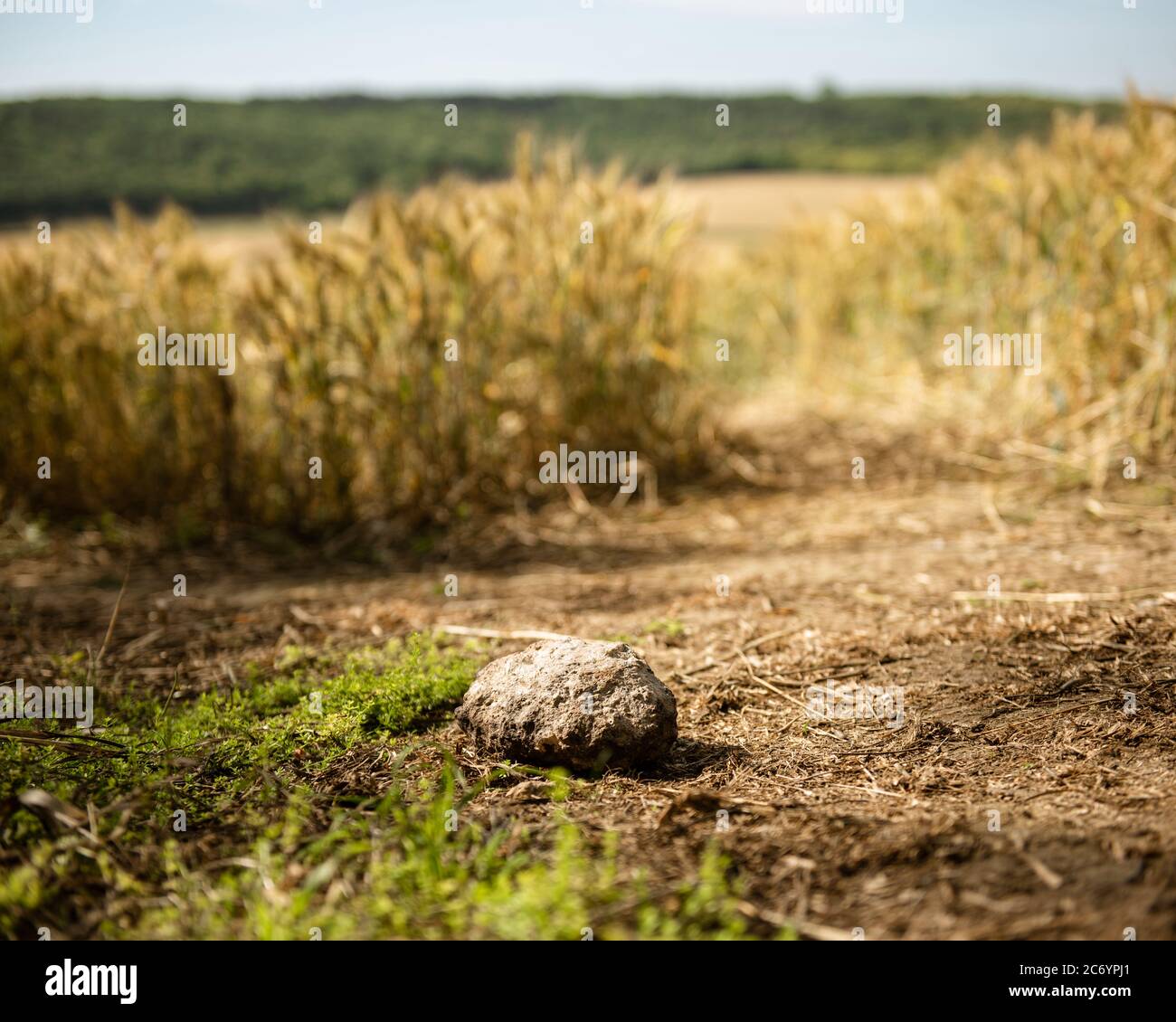 Stone in the British wheat field Stock Photo - Alamy
