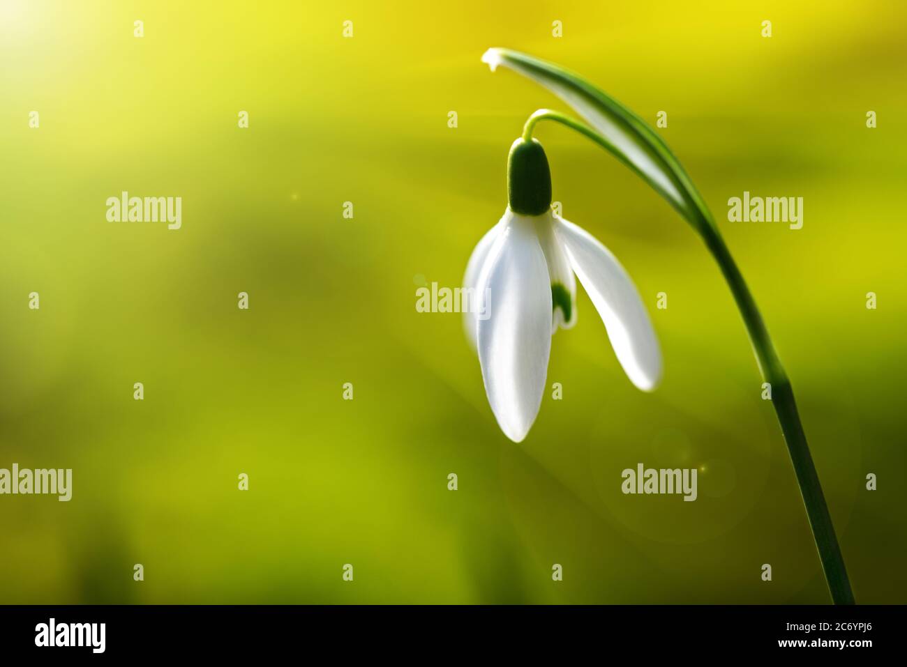 First snowdrop flower, spring background Stock Photo - Alamy