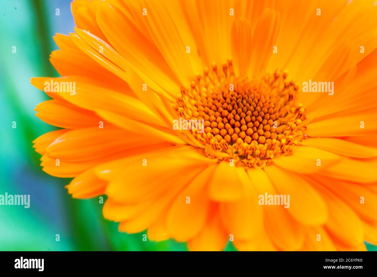 Pot marigold (Calendula Officinalis) in Orange Stock Photo - Alamy