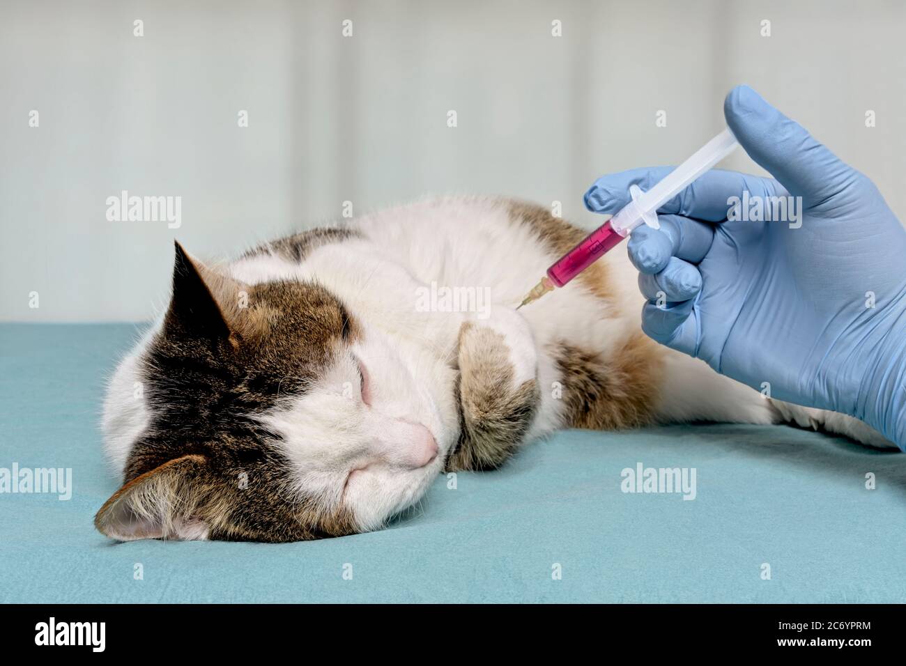 Domestic cat becomes a injection from a veterinarian Stock Photo - Alamy
