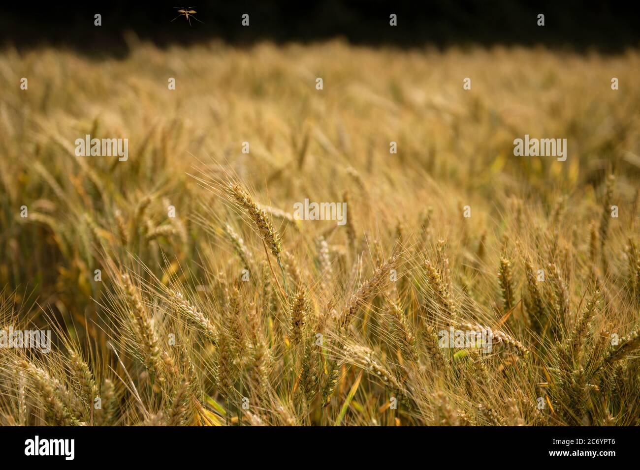 Wheat background hi-res stock photography and images - Alamy