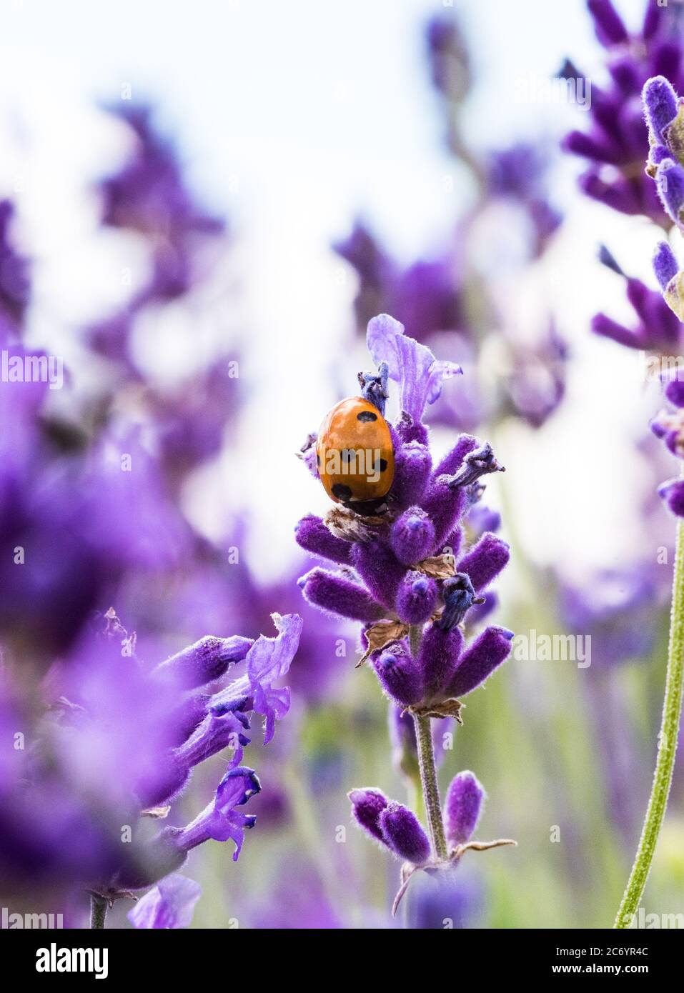 Orange ladybug hi-res stock photography and images - Alamy