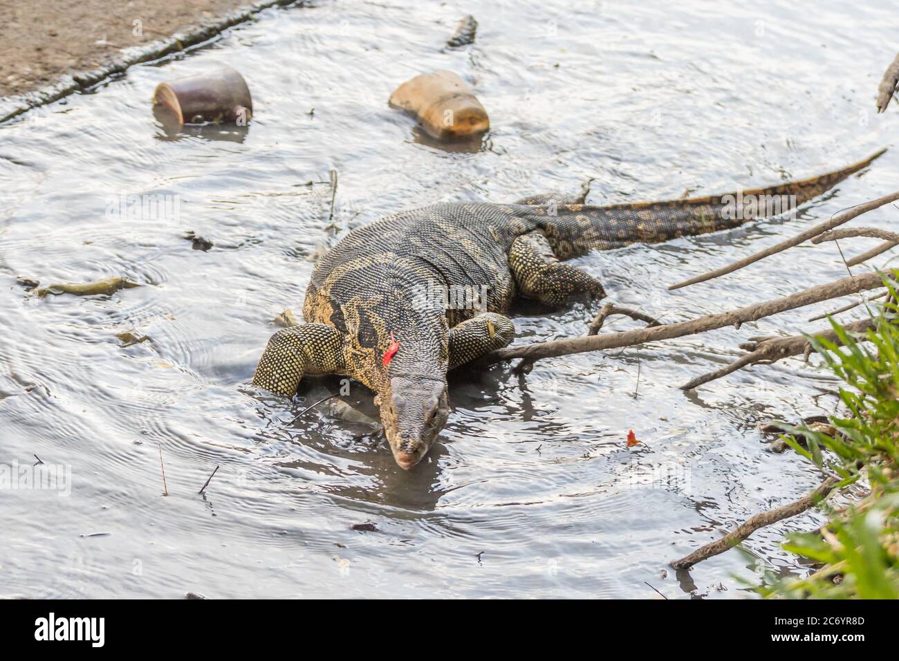 an older monitor lizard reptile walking on grass at Lumpini Park in ...