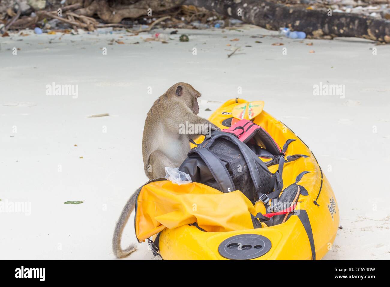 Macaque monkey thief hi-res stock photography and images - Alamy