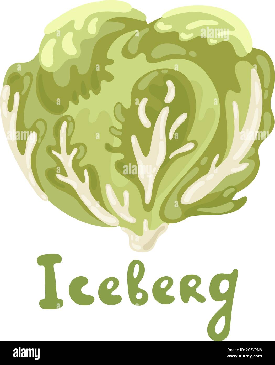 Iceberg lettuce. Vector organic cute food illustration. Good for ...
