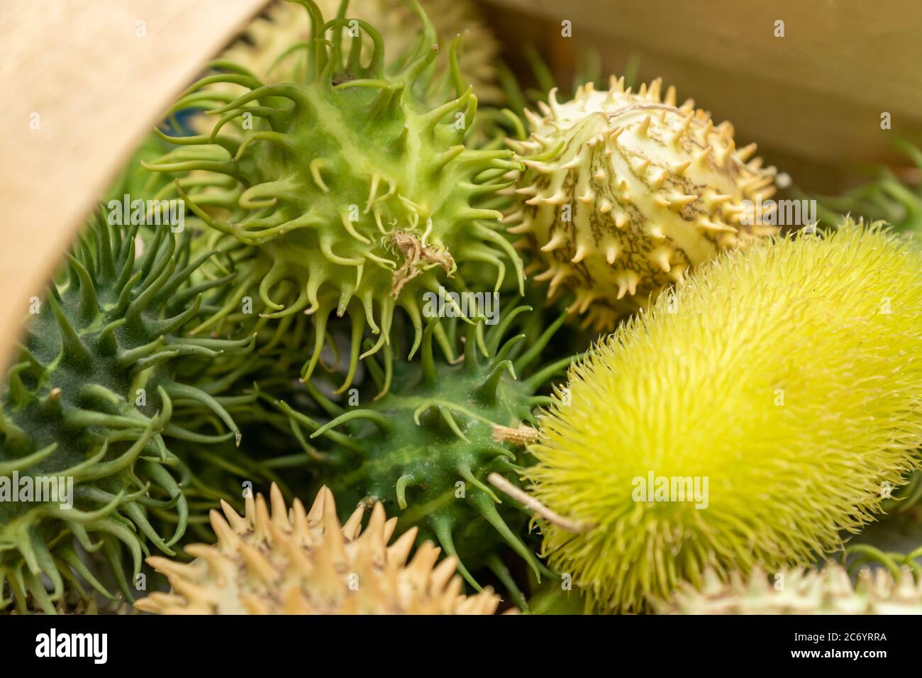 Perennial cucumber hi-res stock photography and images - Alamy