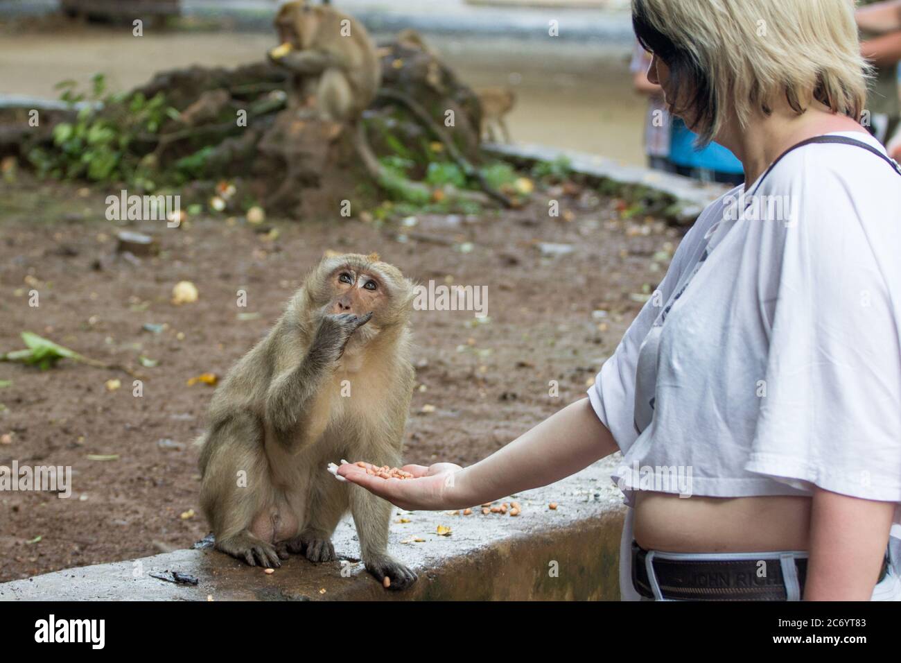 monkey taking food from human's hand, People feeding monkey at the ...