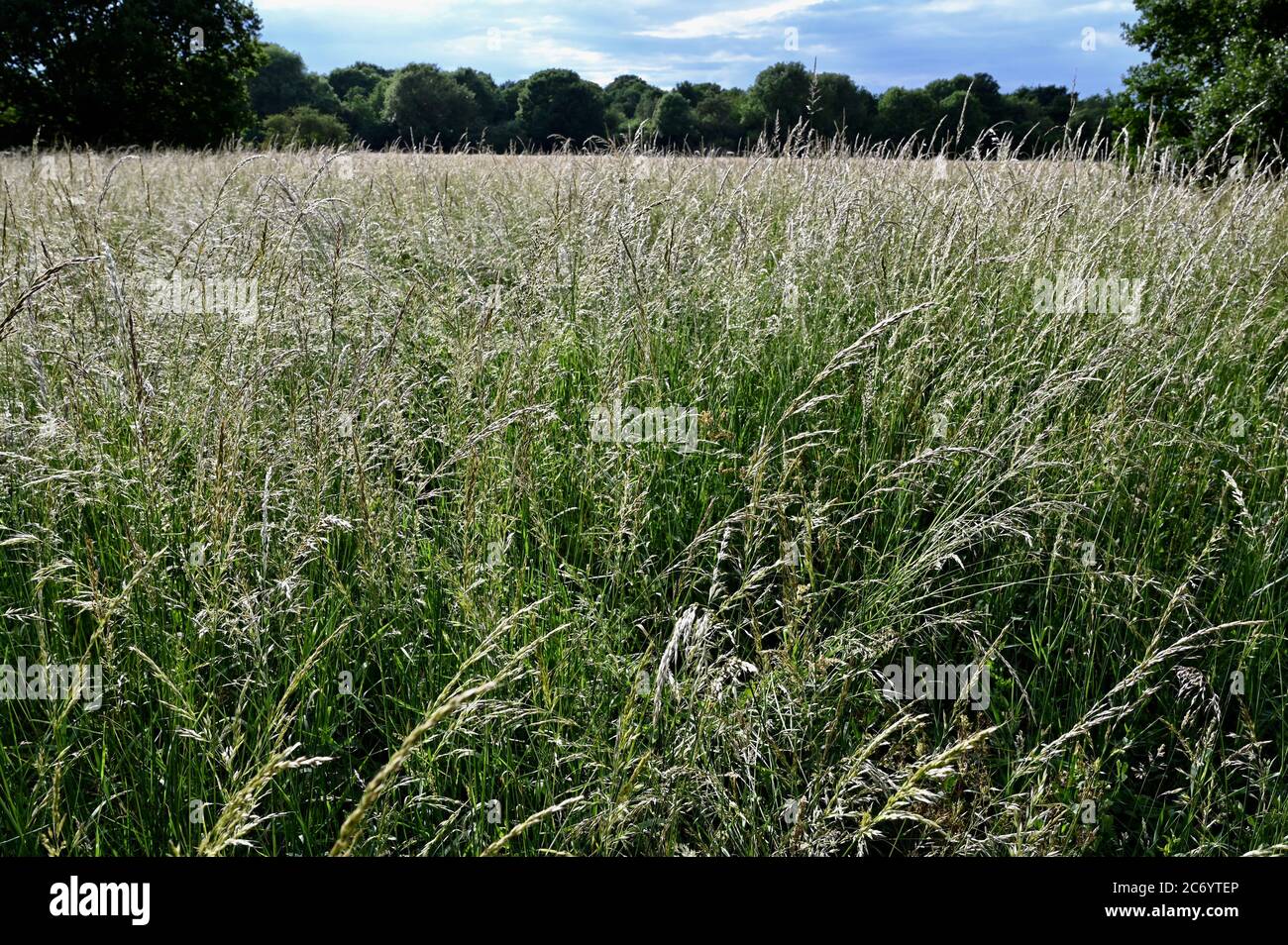 Long grass hi-res stock photography and images - Alamy