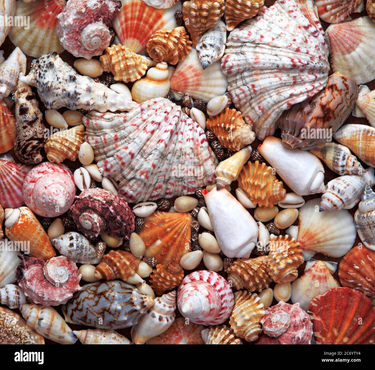 A still life of a collection of seashells in a random pattern of ...