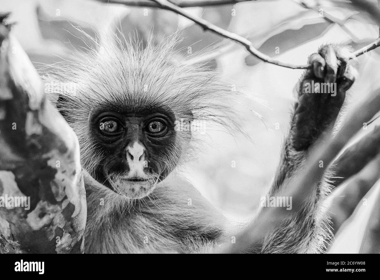 African endemic animals Black and White Stock Photos & Images - Alamy