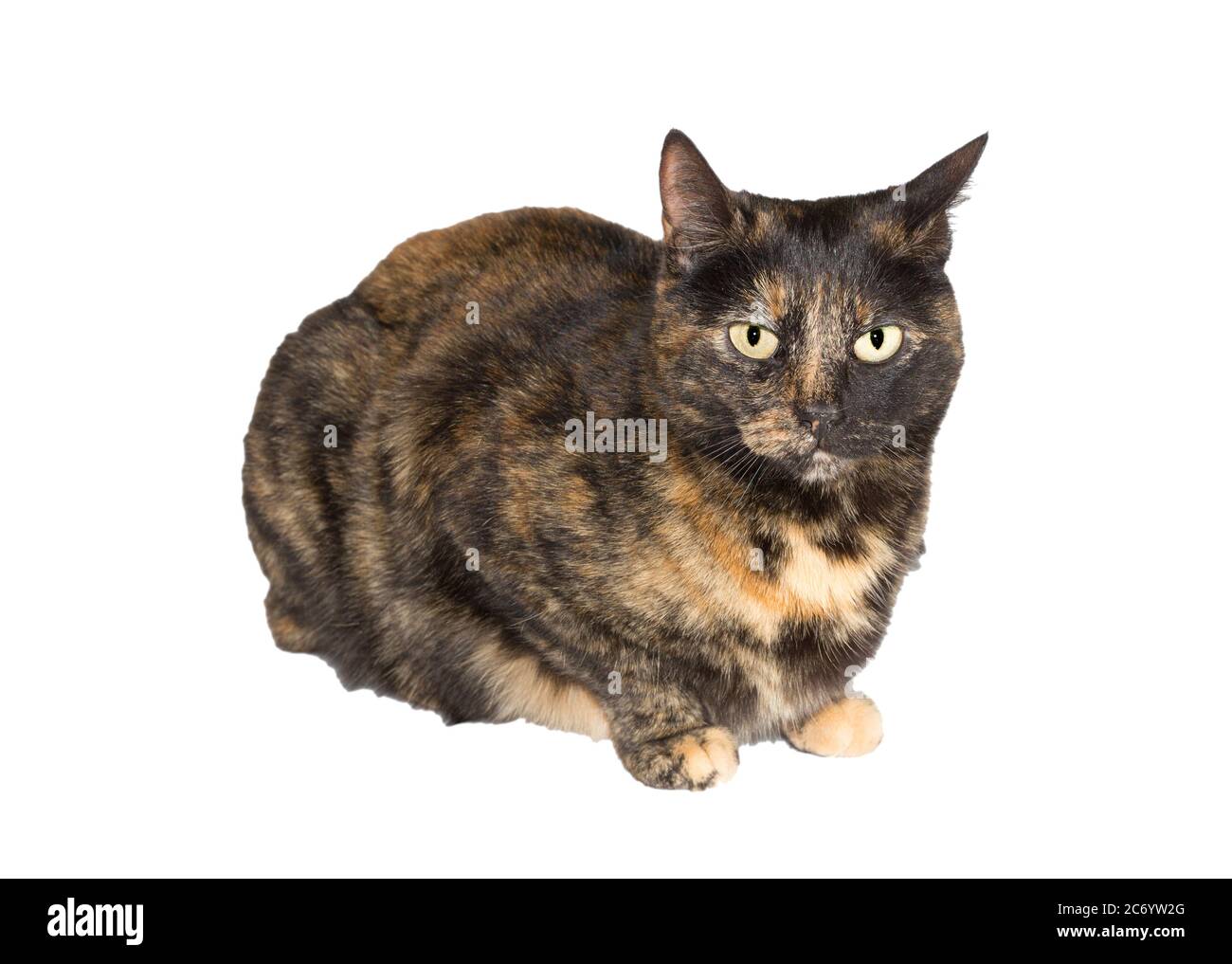 Carey cat over white background looking at the camera Stock Photo - Alamy