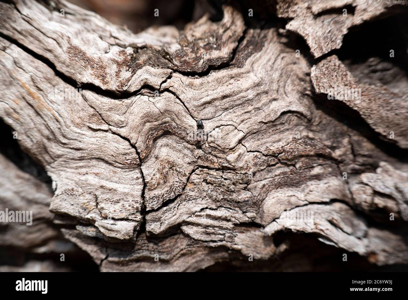 Cherry tree bark texture hi-res stock photography and images - Alamy