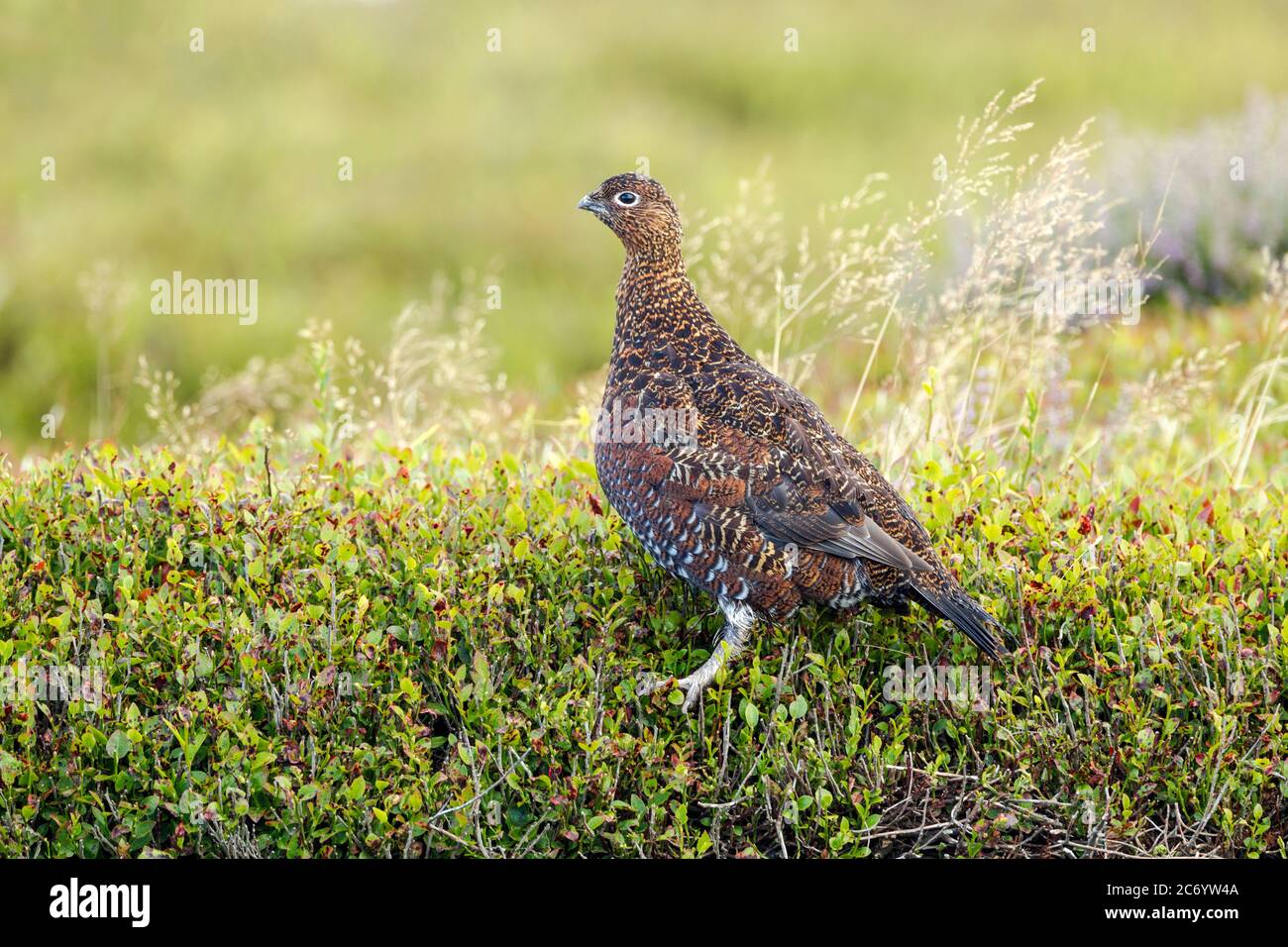 Female red grouse (Lagopus lagopus scoticus) among bilberry and other ...