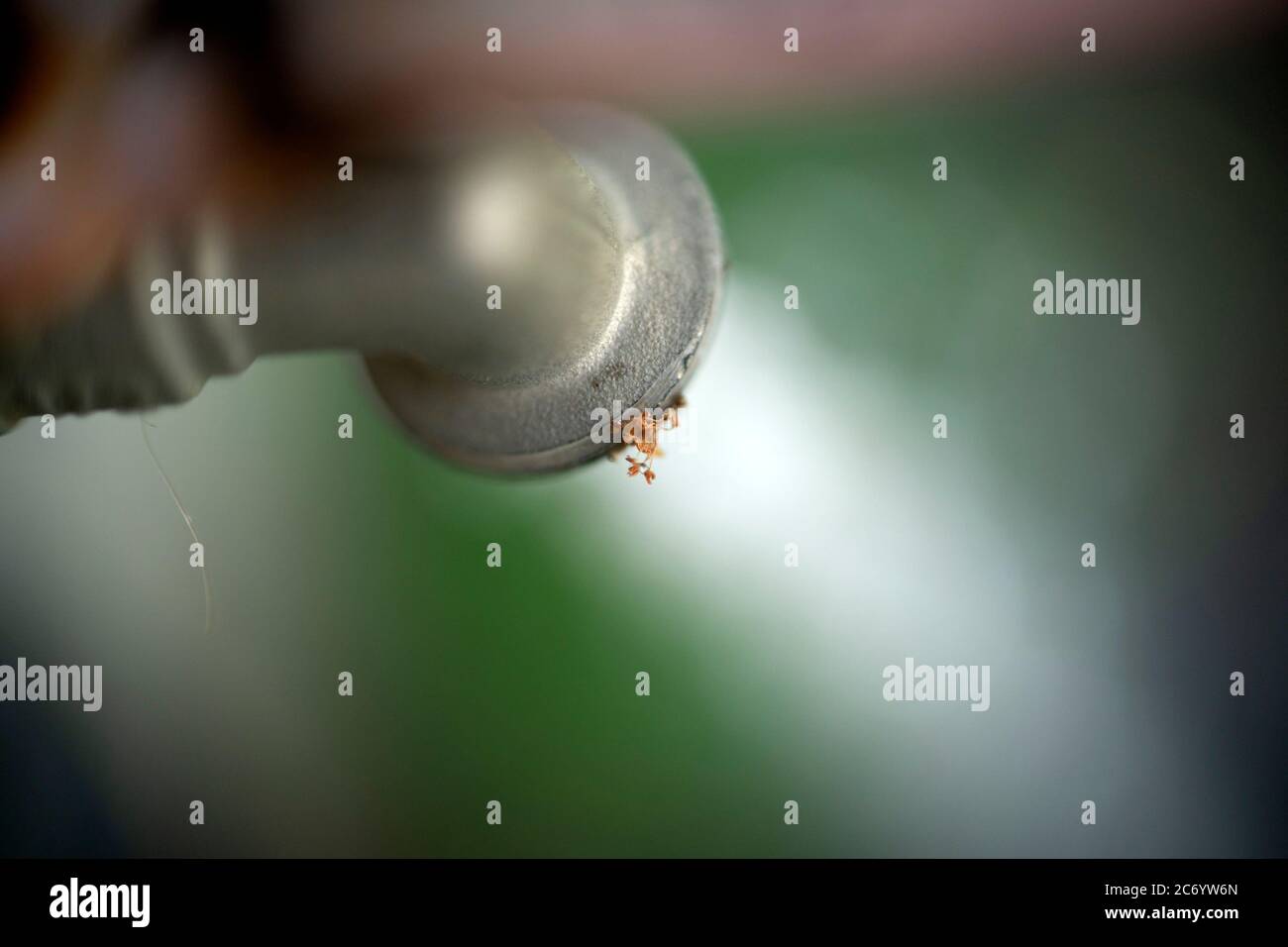 open outdoor water tap spreading macro detail Stock Photo - Alamy
