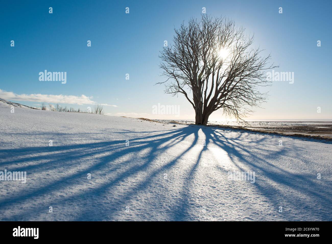 Tree shadow on the farm hi-res stock photography and images - Alamy