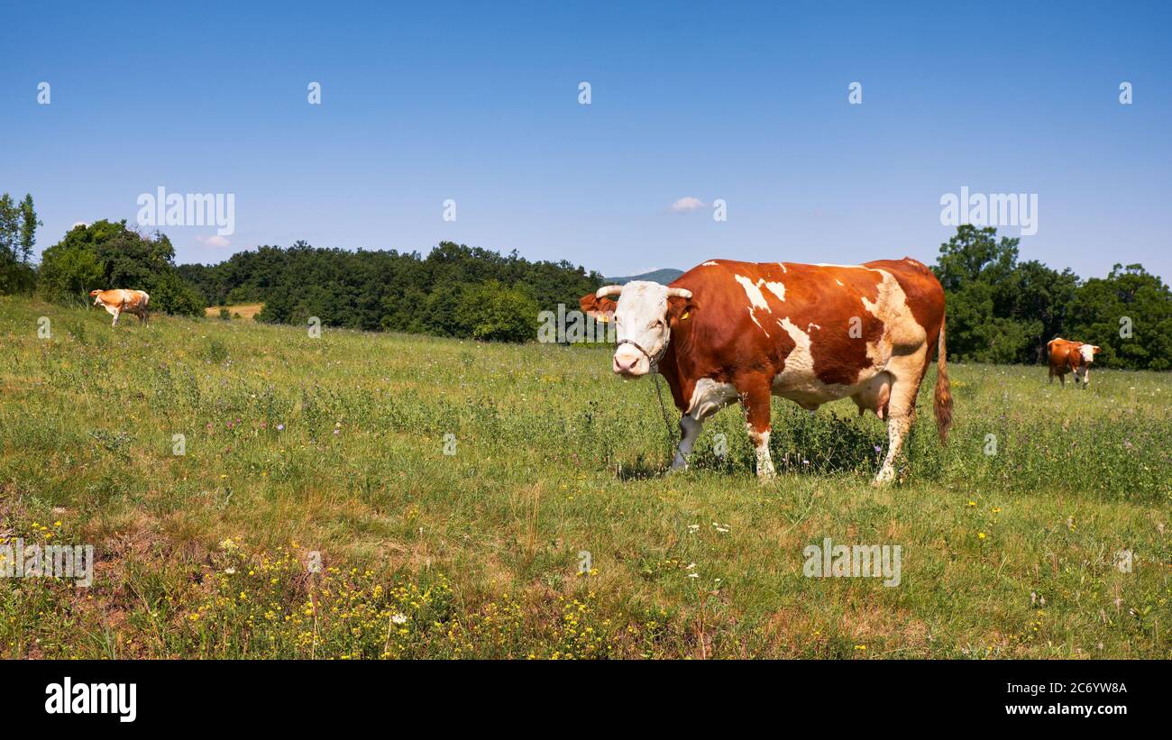 Spotted cow hi-res stock photography and images - Alamy