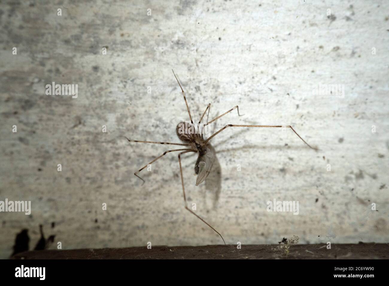 Eye catching bug hi-res stock photography and images - Alamy