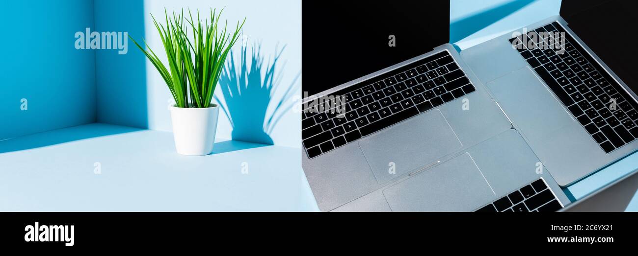 collage of modern laptops on blue workplace with green plant, panoramic ...