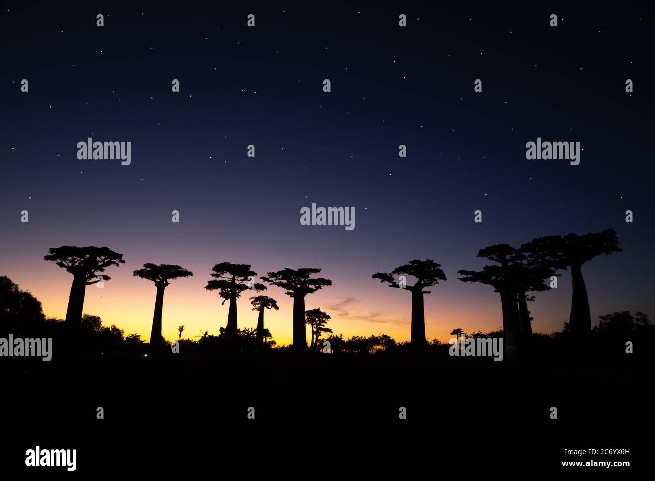 Baobab trees night sky stars hi-res stock photography and images - Alamy