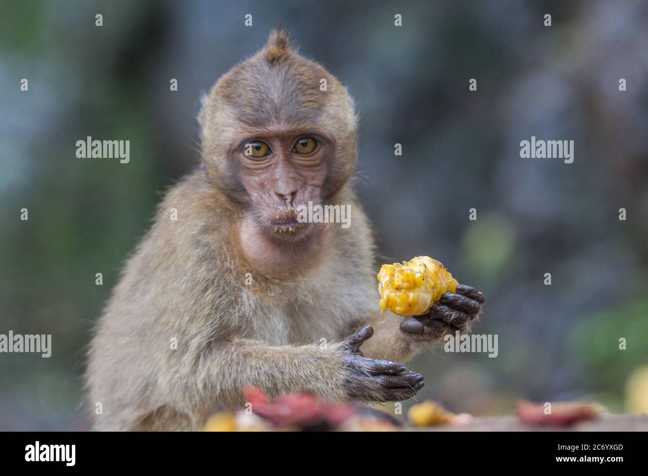 Portrait of monkey. Close-up monkey have a rest. Fooling around. Eating ...