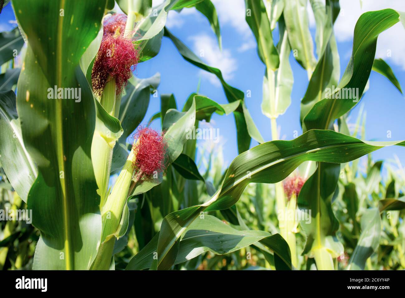 Baby corn on tree in farm with the bue sky Stock Photo - Alamy