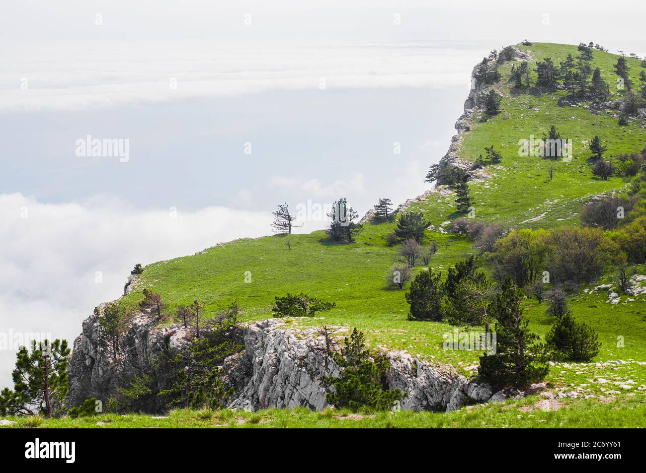 Photo from top of Ai-Petri mountain, tree grows on rock, beautiful ...