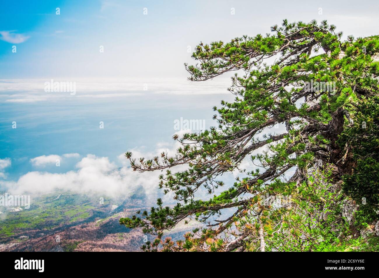 Photo from top of Ai-Petri mountain, tree grows on rock, beautiful ...