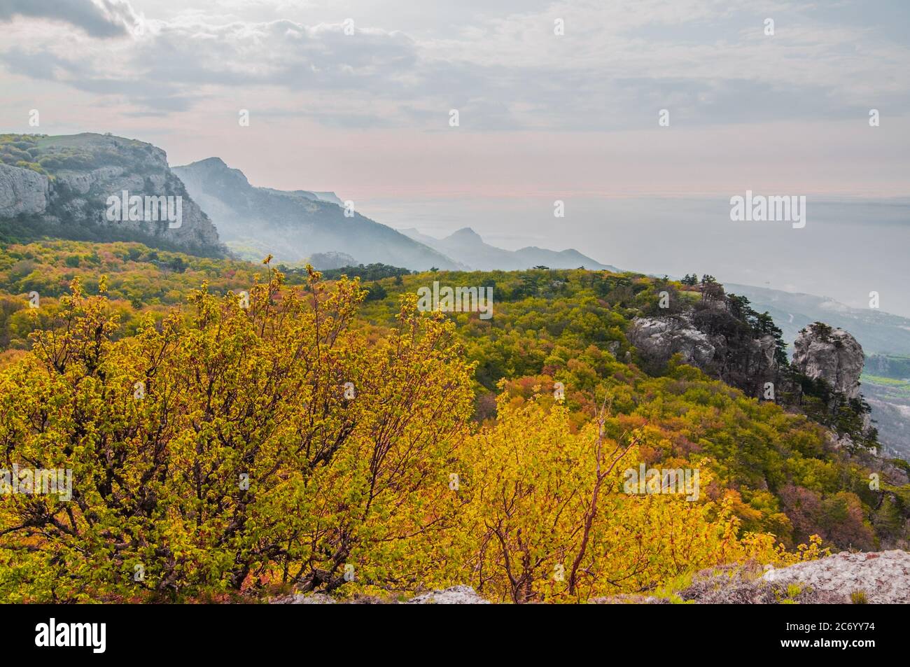 Photo from top of Ai-Petri mountain, tree grows on rock, beautiful ...