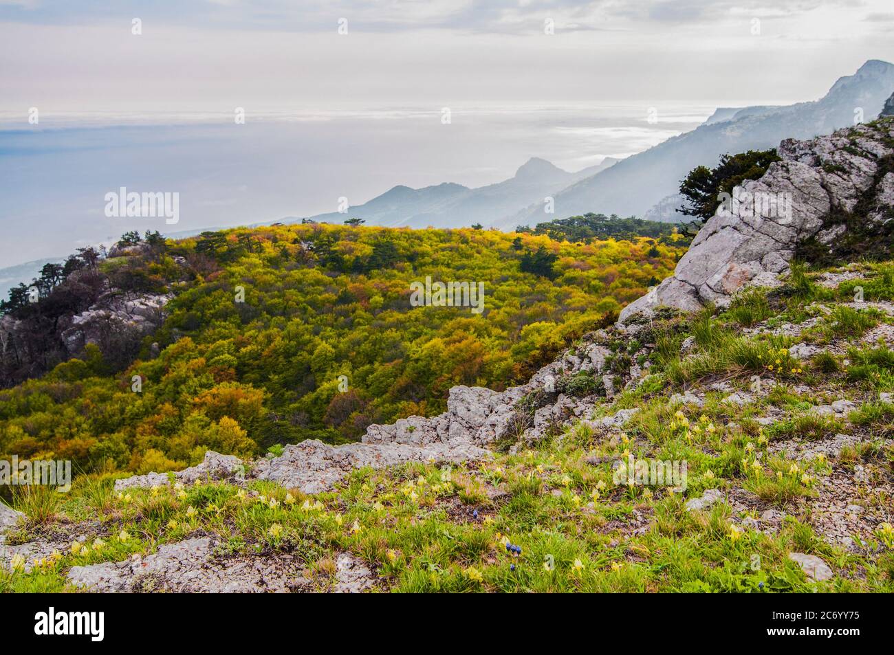 Photo from top of Ai-Petri mountain, tree grows on rock, beautiful ...