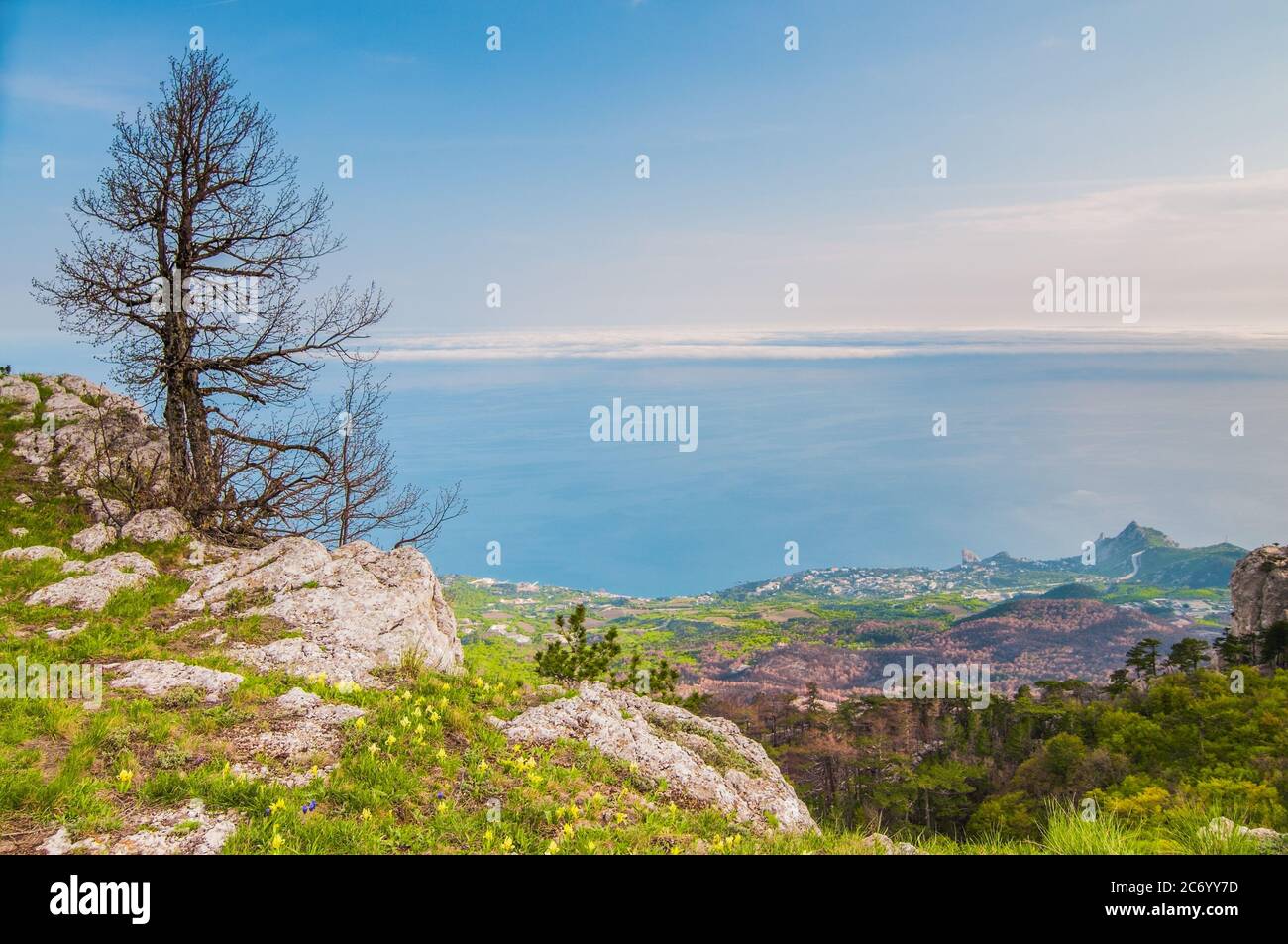 Photo from top of Ai-Petri mountain, tree grows on rock, beautiful ...