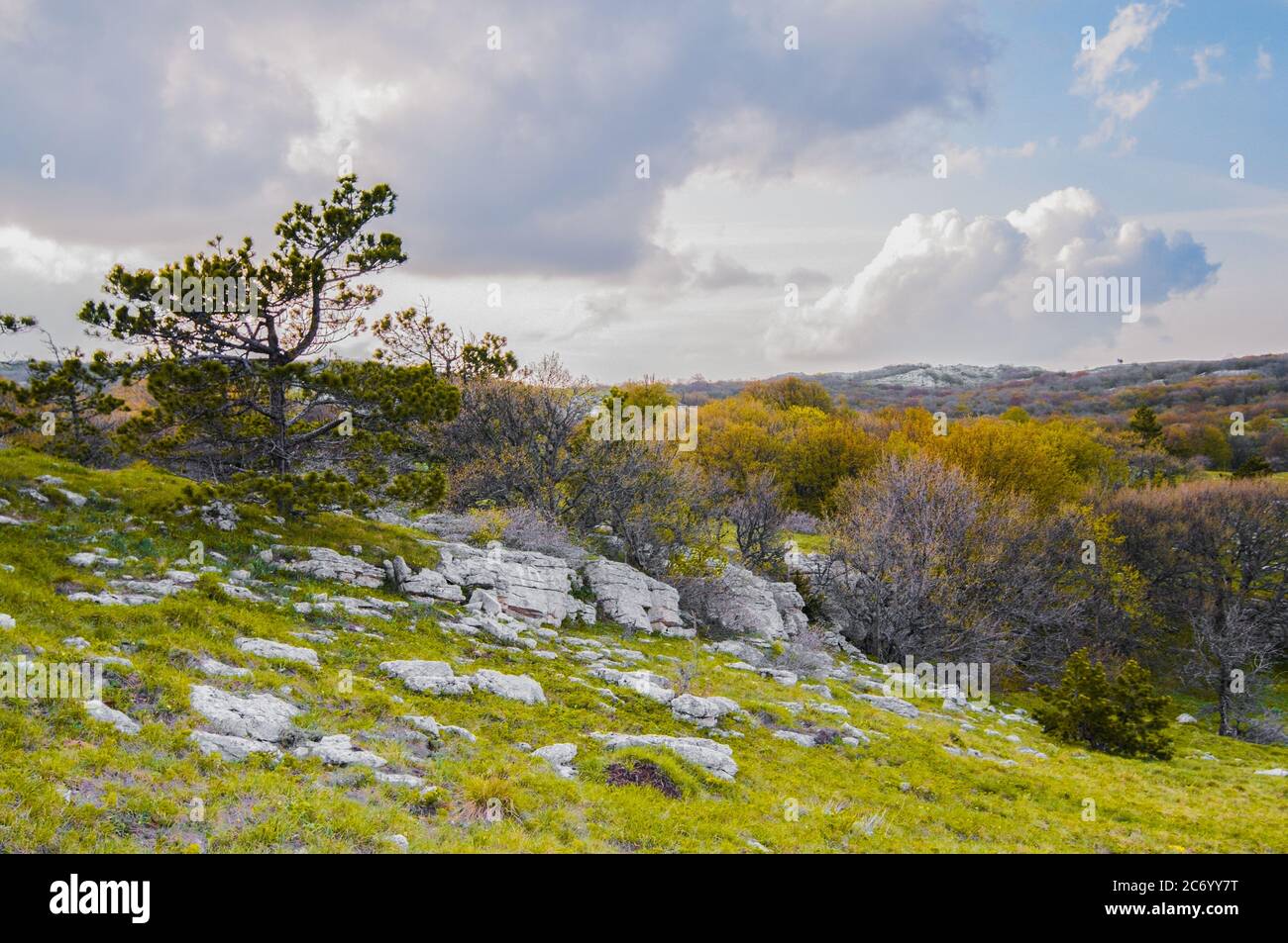 Photo from top of Ai-Petri mountain, tree grows on rock, beautiful ...