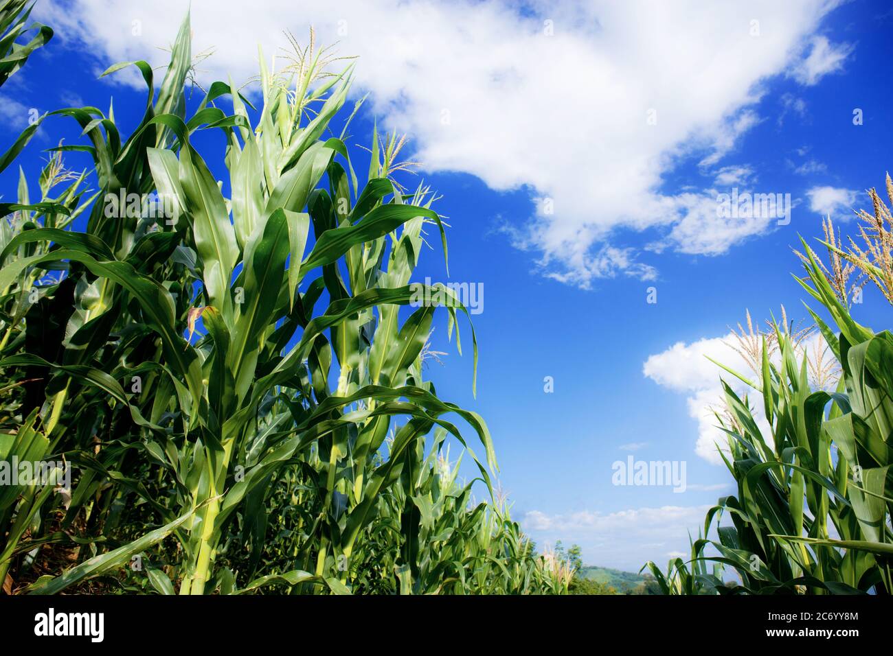 Sugar cane corn hi-res stock photography and images - Alamy