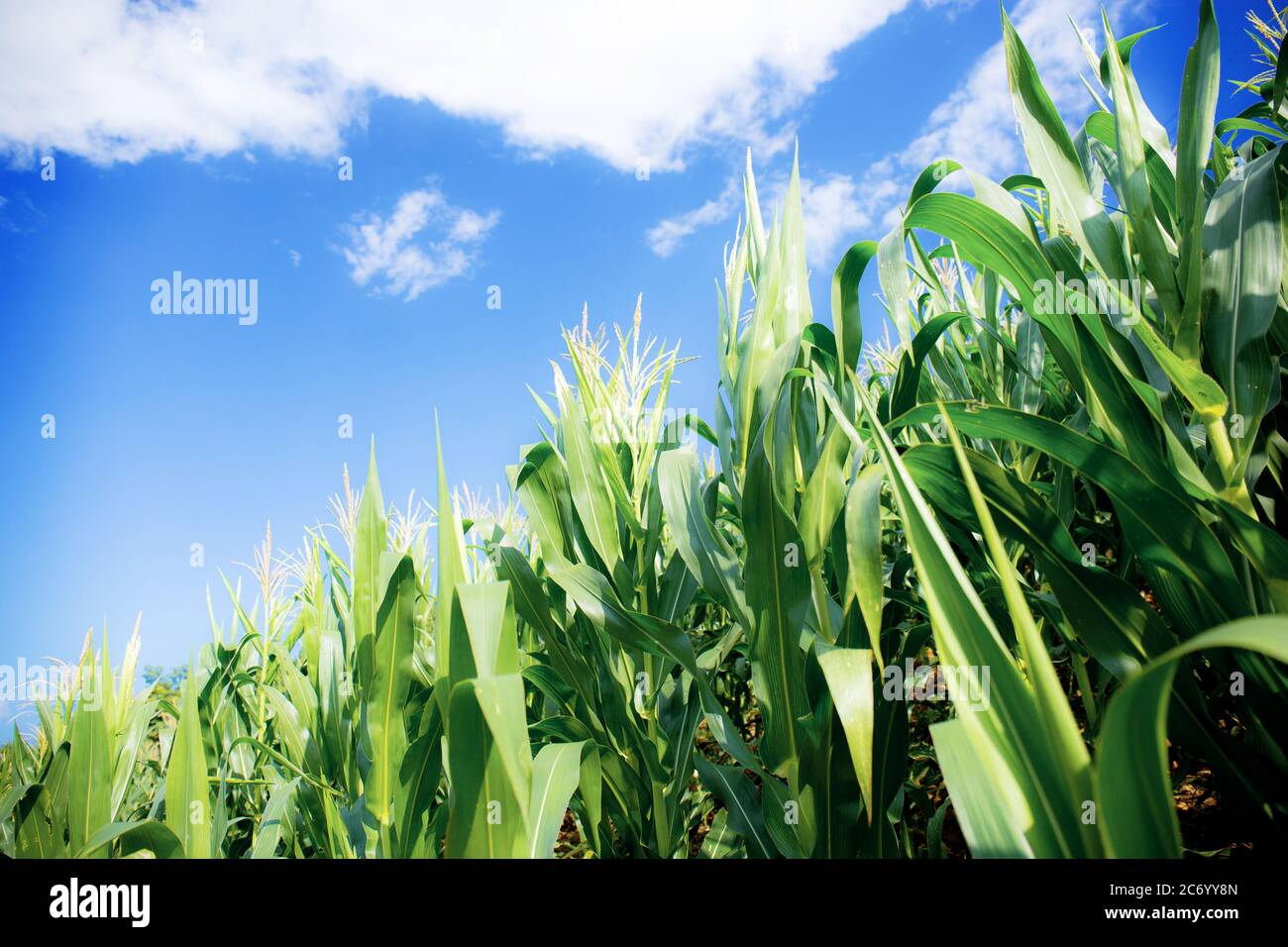Corn tree in farm with the sunlight at bue sky Stock Photo - Alamy