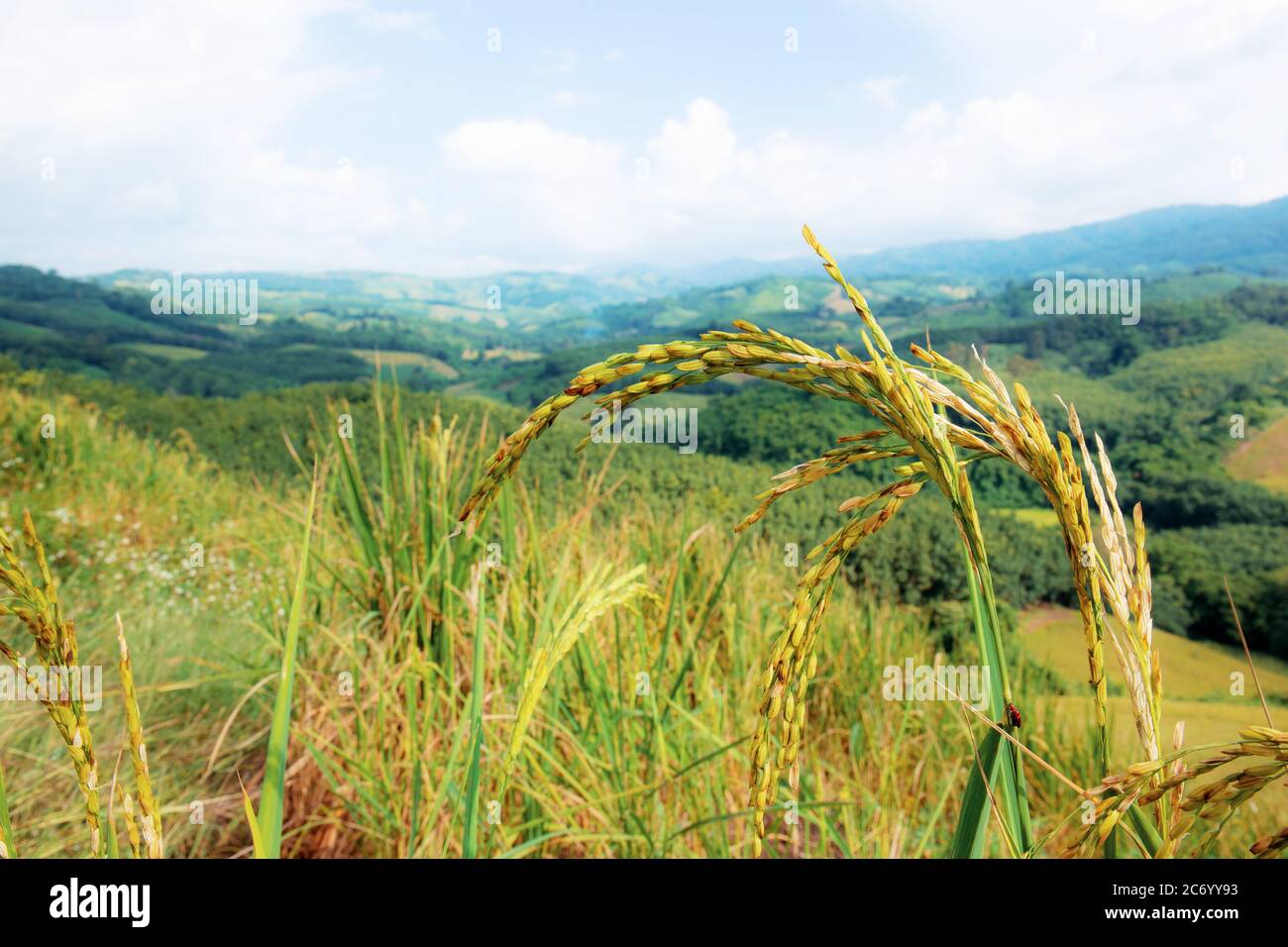 Ears of rice growing in fields on hill Stock Photo - Alamy