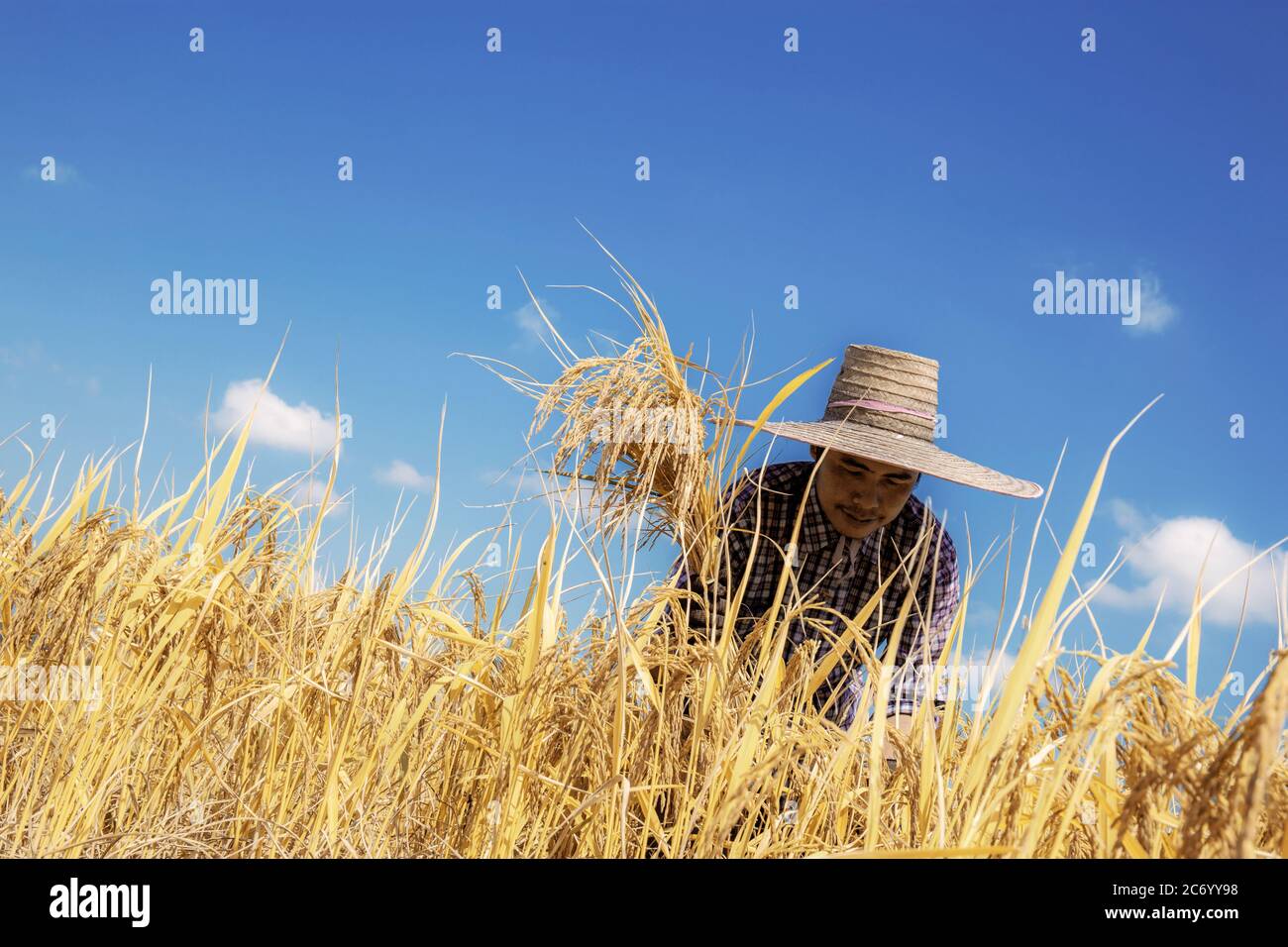 Farmers harvesting rice on field with the blue sky Stock Photo - Alamy