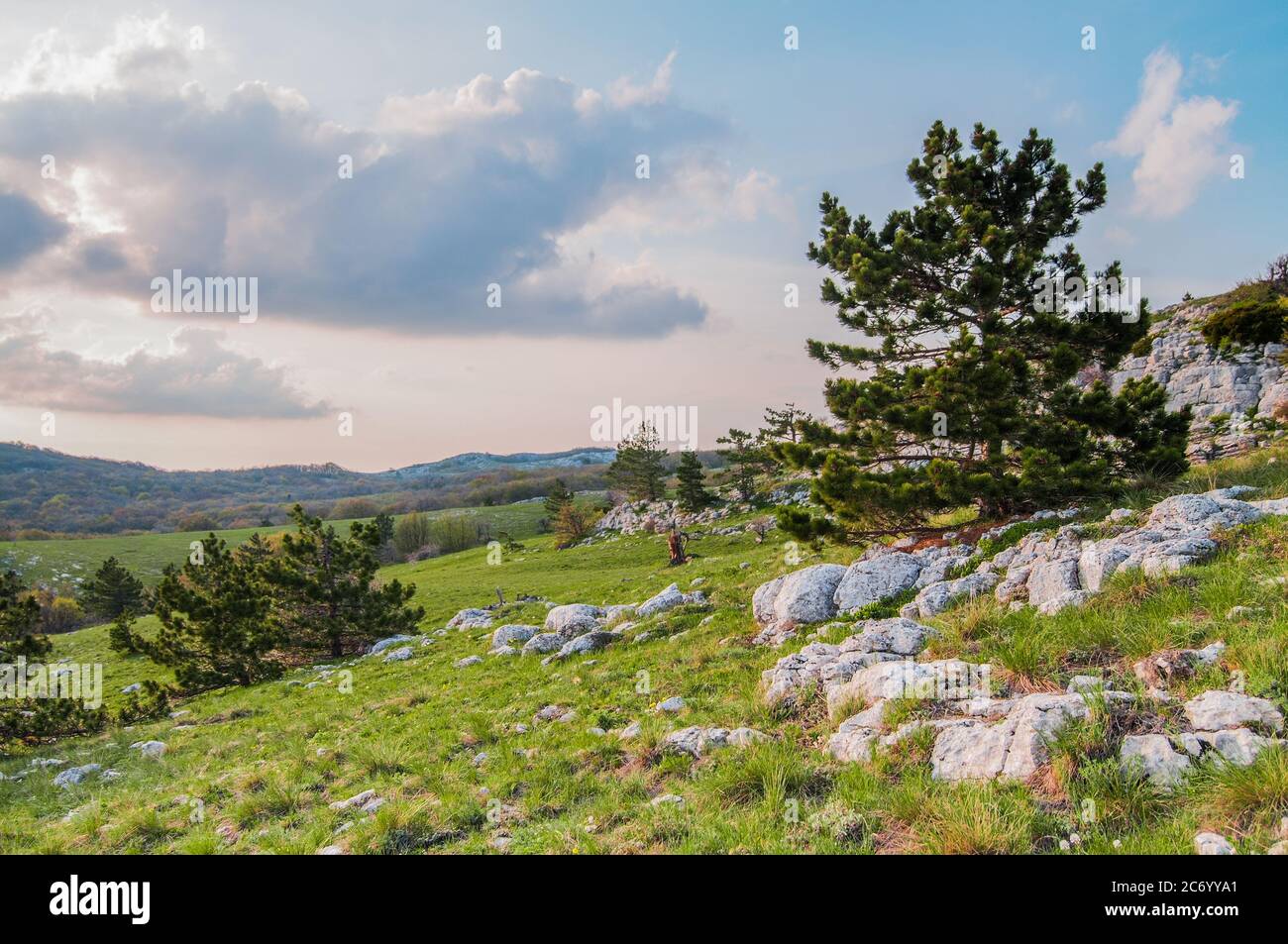 Photo from top of Ai-Petri mountain, tree grows on rock, beautiful ...