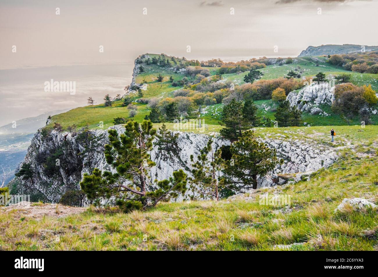Photo from top of Ai-Petri mountain, tree grows on rock, beautiful ...