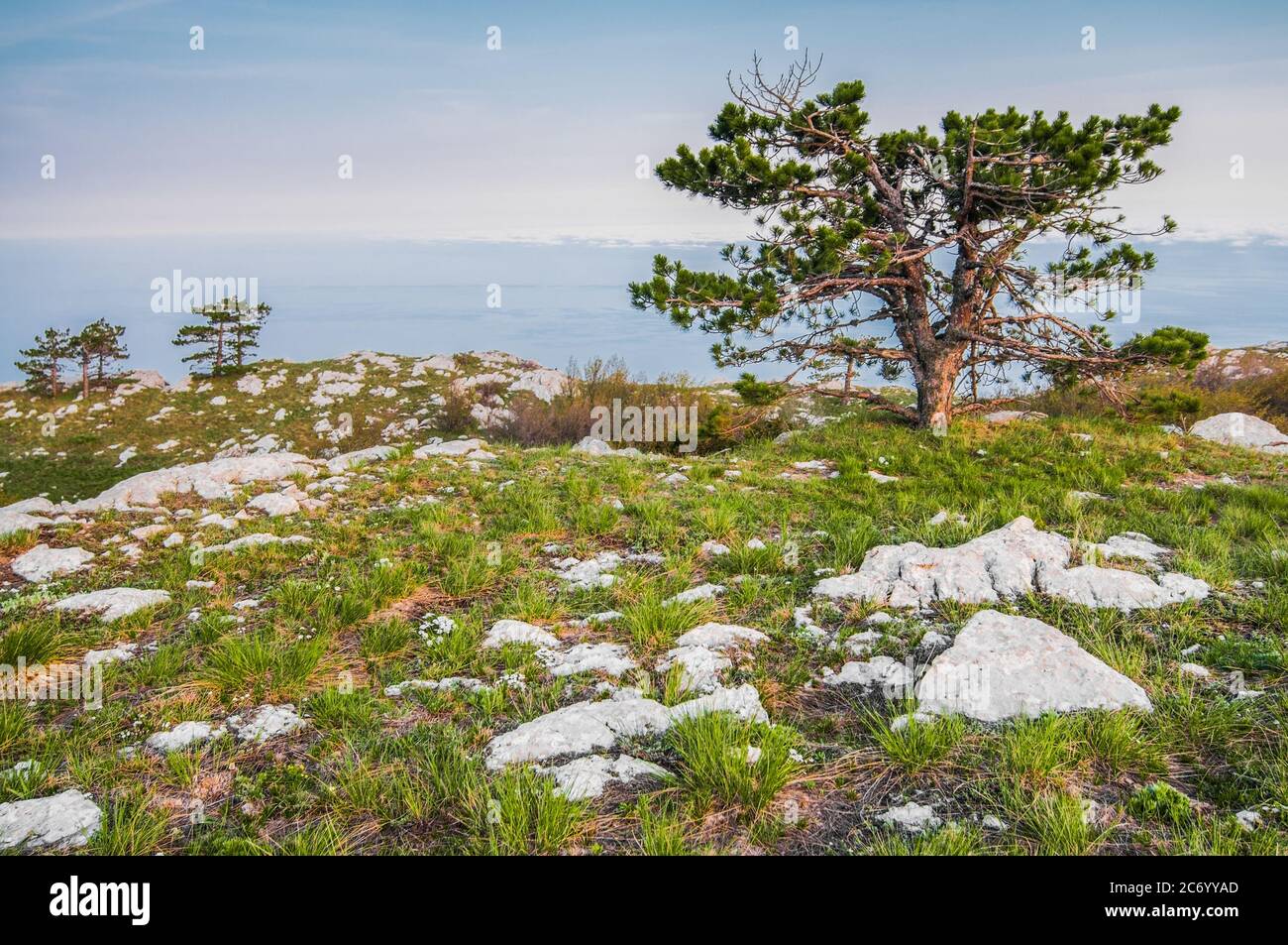 Photo from top of Ai-Petri mountain, tree grows on rock, beautiful ...