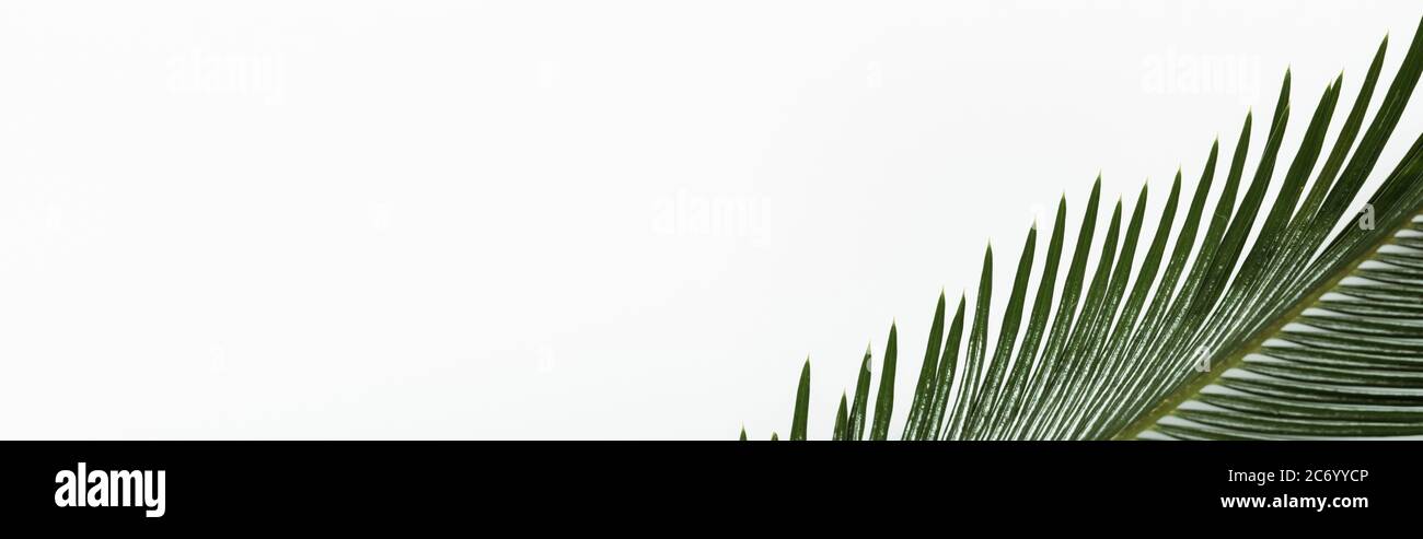 top view of green palm leaf isolated on white, panoramic shot Stock ...