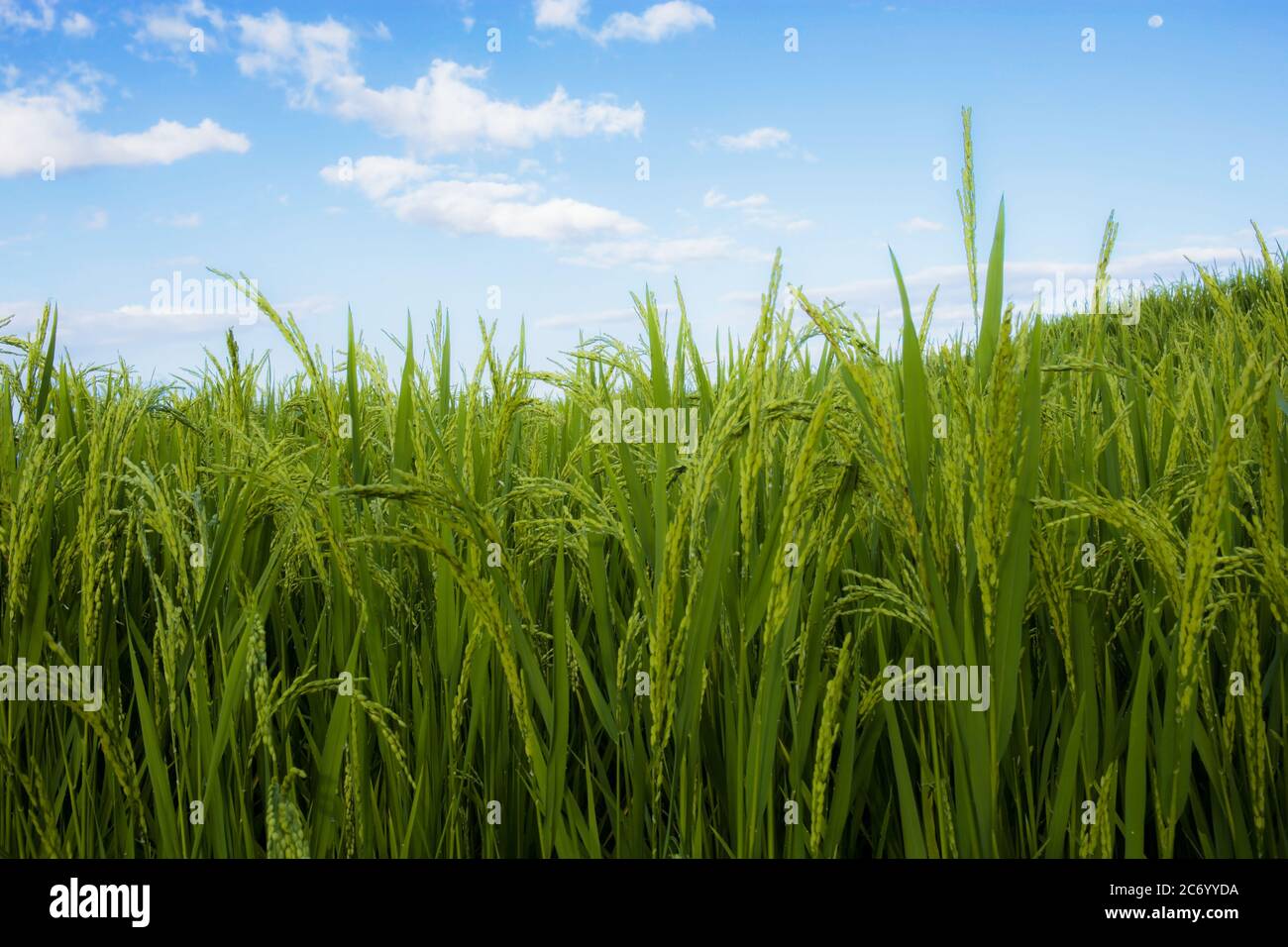 Rice seeding blue hi-res stock photography and images - Alamy