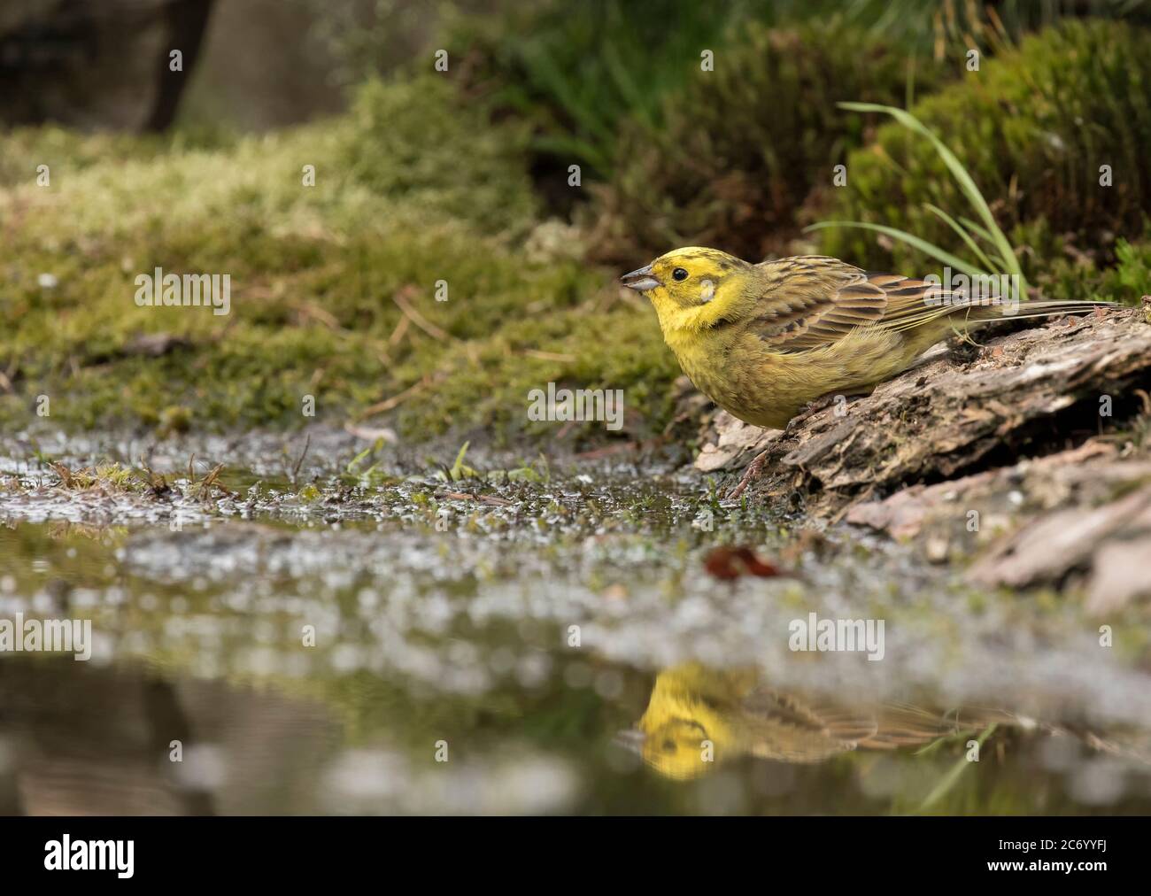 Yellowhammer nature hi-res stock photography and images - Alamy