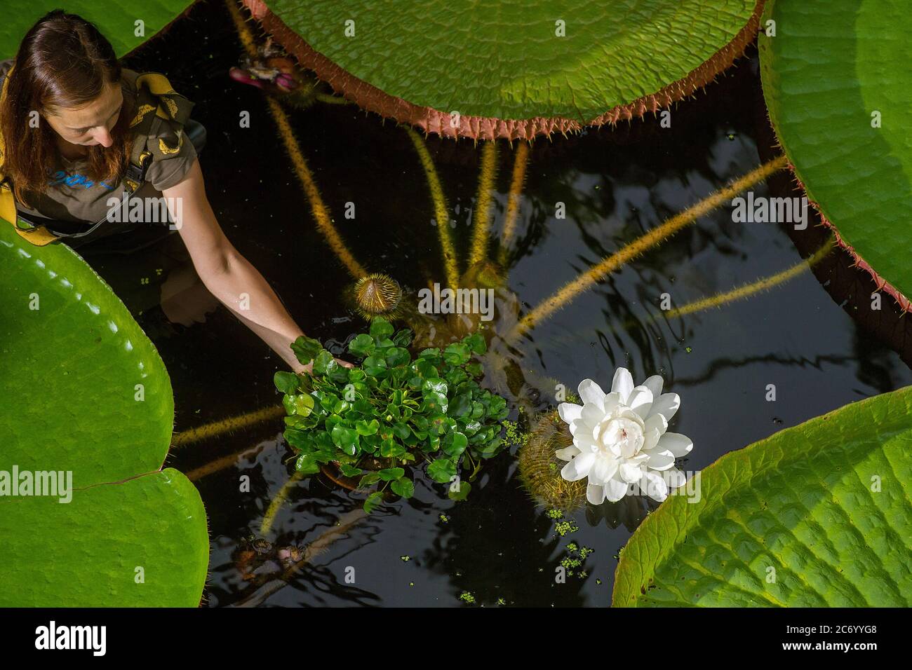 Nymphaea Thermarum
