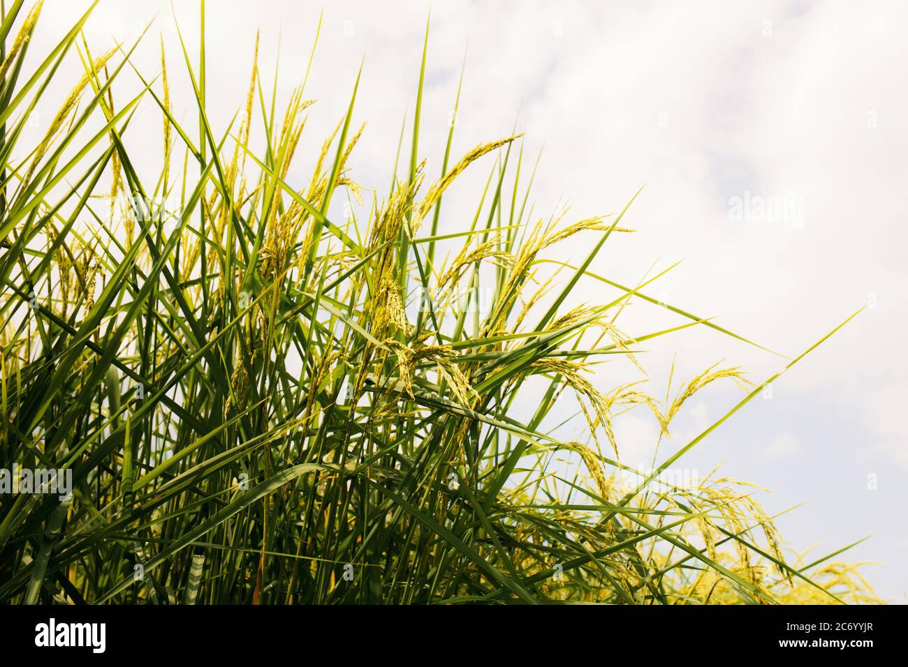 Rice seeding blue hi-res stock photography and images - Alamy