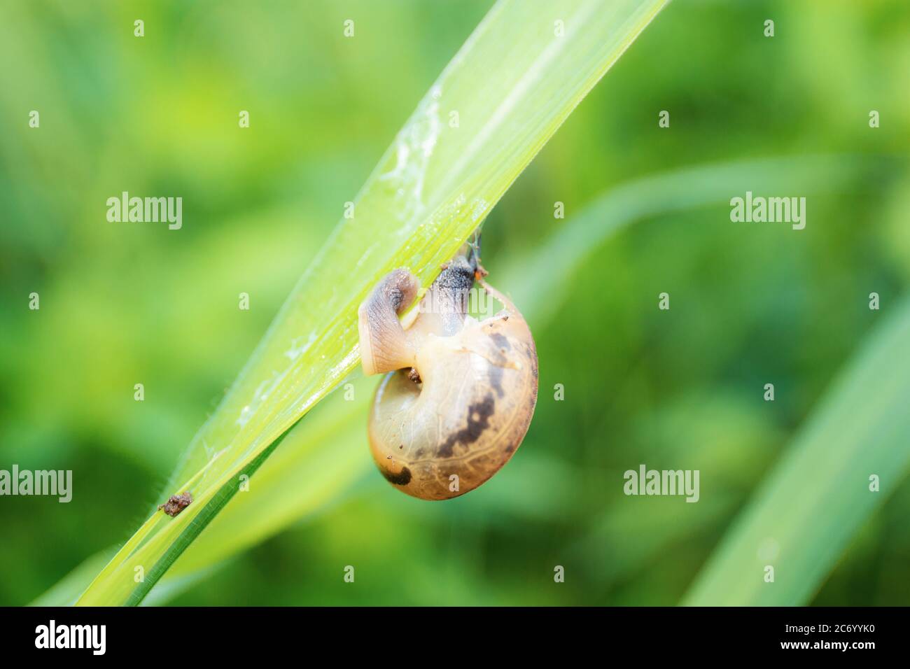 Snails on leaf grass in fields during the rainy season Stock Photo - Alamy