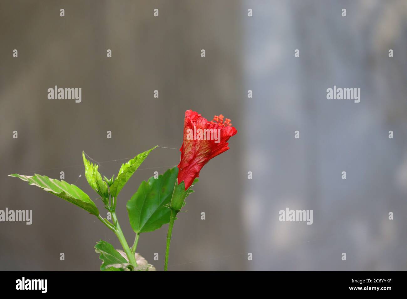 Hibiscus red flower opens in the morning on the plant Stock Photo - Alamy