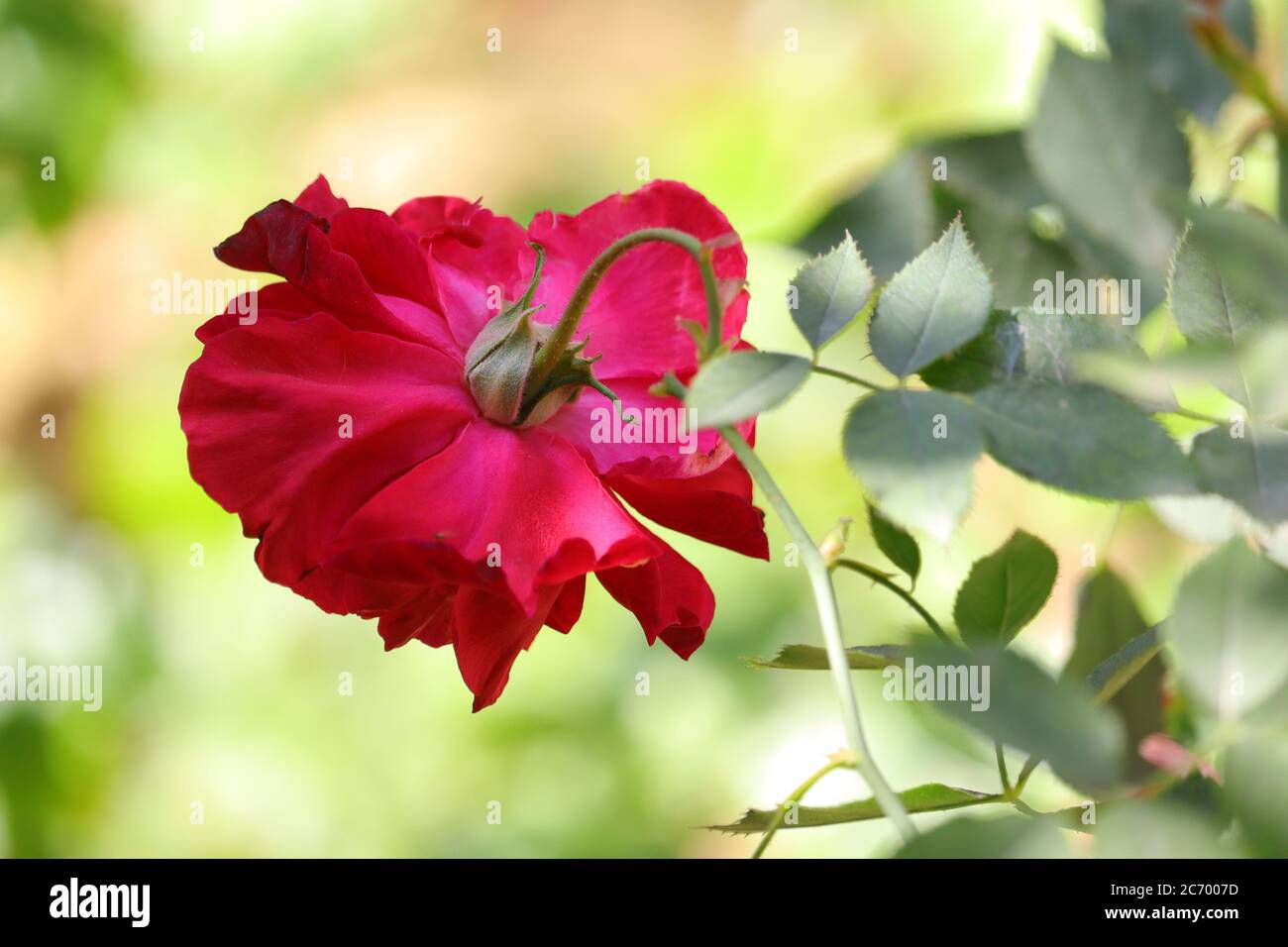 close up of Photo of the attraction behind the pink rose Stock Photo ...